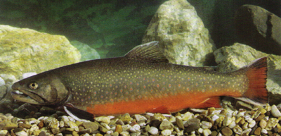 SFV-Kemmern | Elsässer Saibling