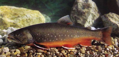 SFV-Kemmern | Seesaibling