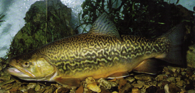 SFV-Kemmern | Tigerforelle