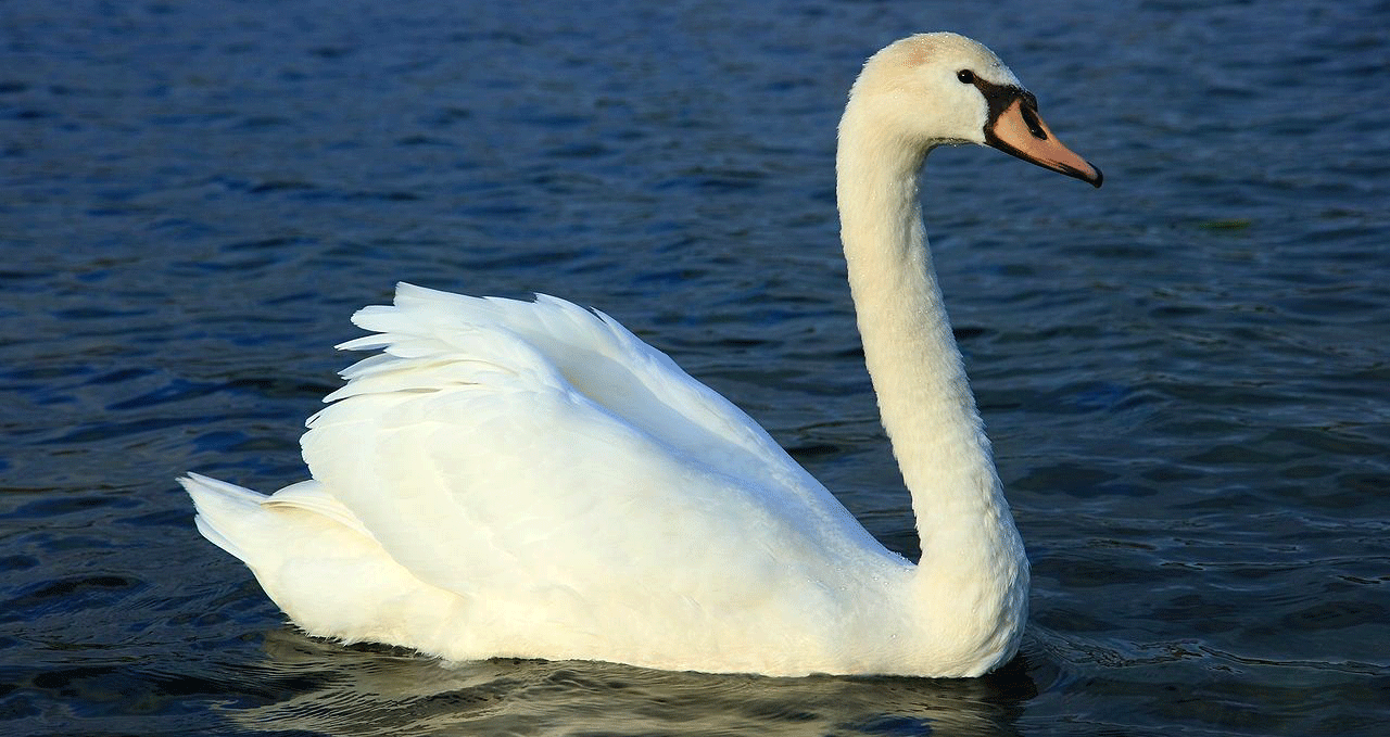 Der Schwan