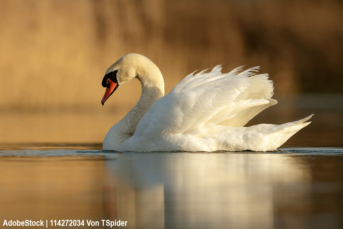 Der Schwan
