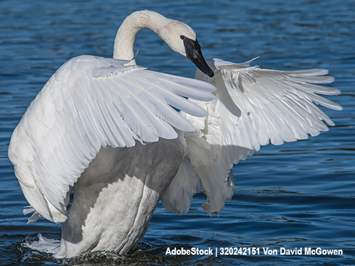 Der Schwan